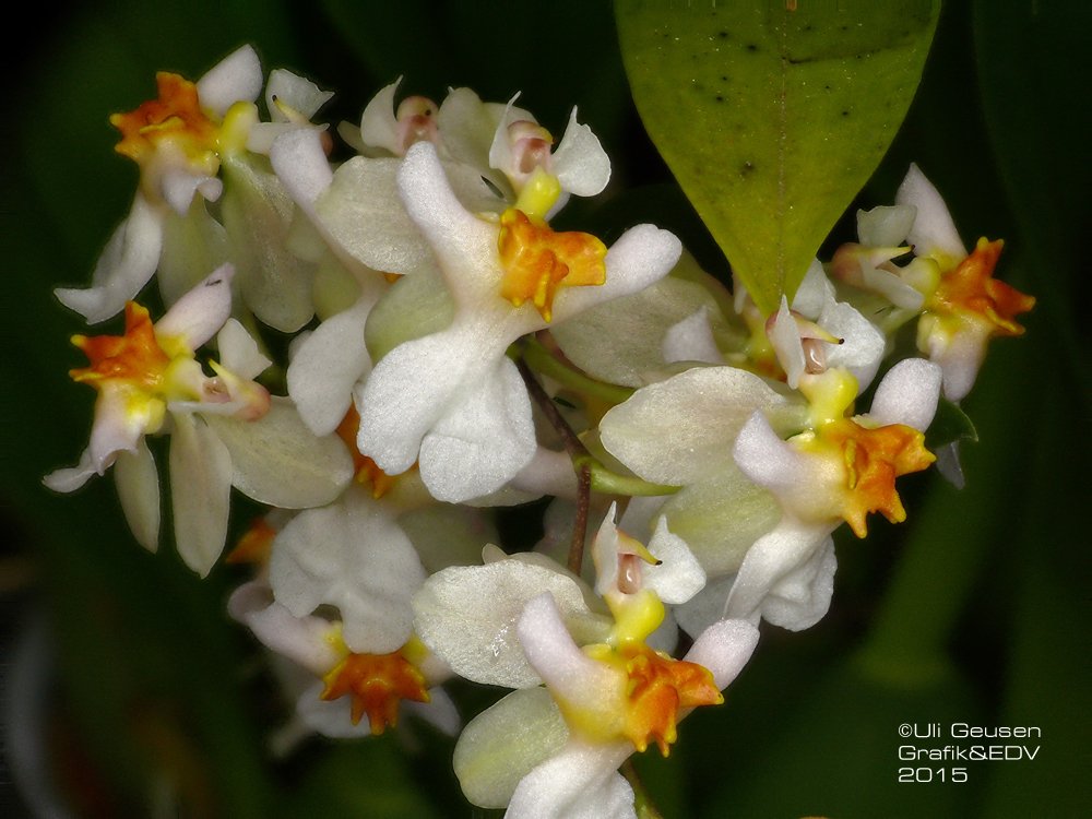 RE: Oncidium Twinkle - 3